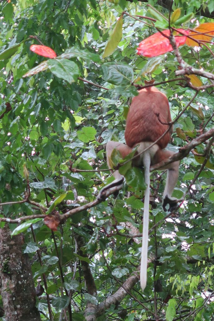 Ultimate Guide to Bako National Park & Reasons To Go Now | Sarawak ...