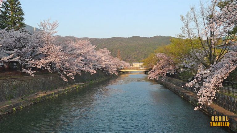 Top 10 Cherry Blossom Spots in Kyoto, Osaka and Nara | Kansai ...